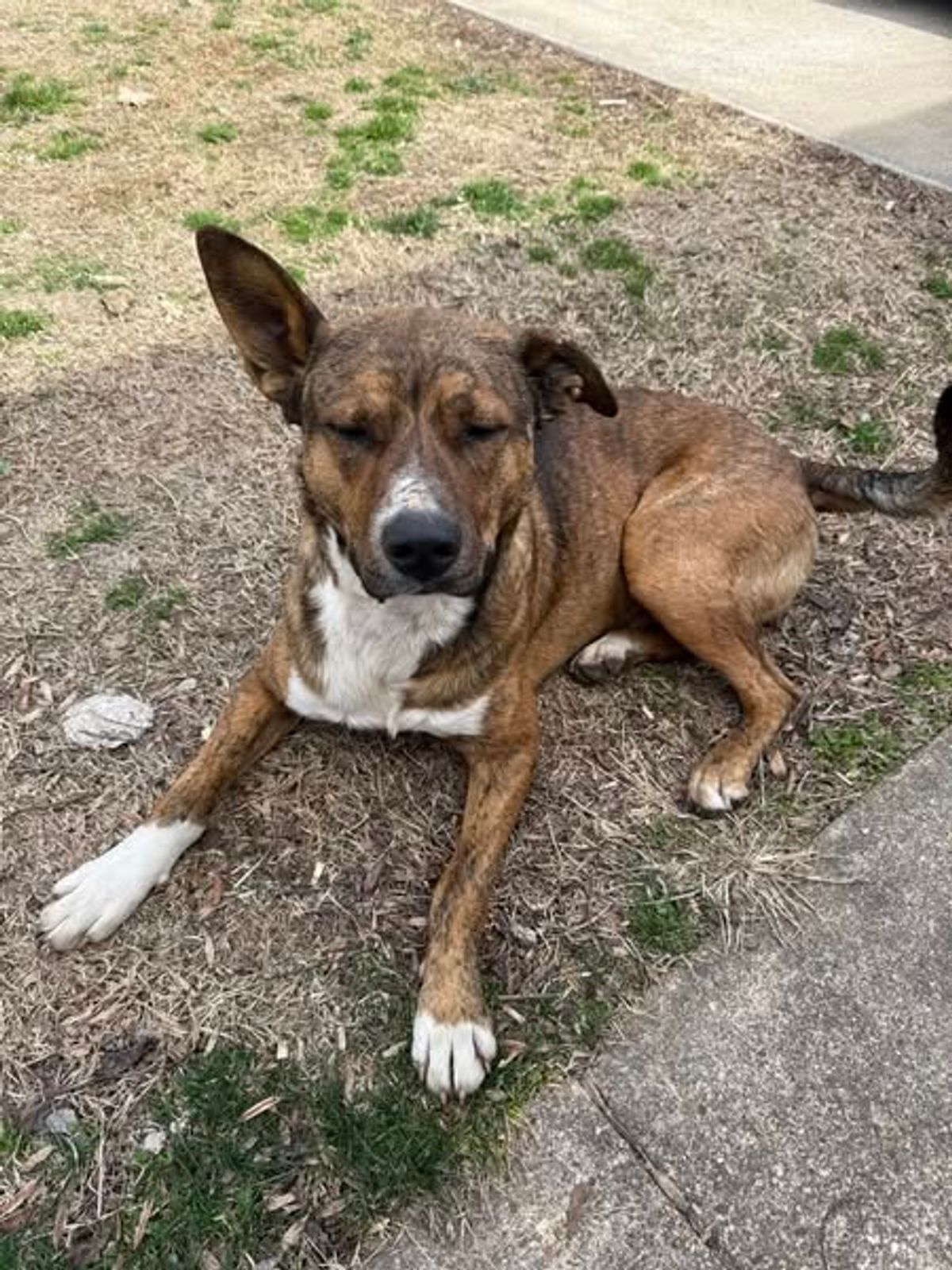 Bollinger County Stray Project Report: March 3-9