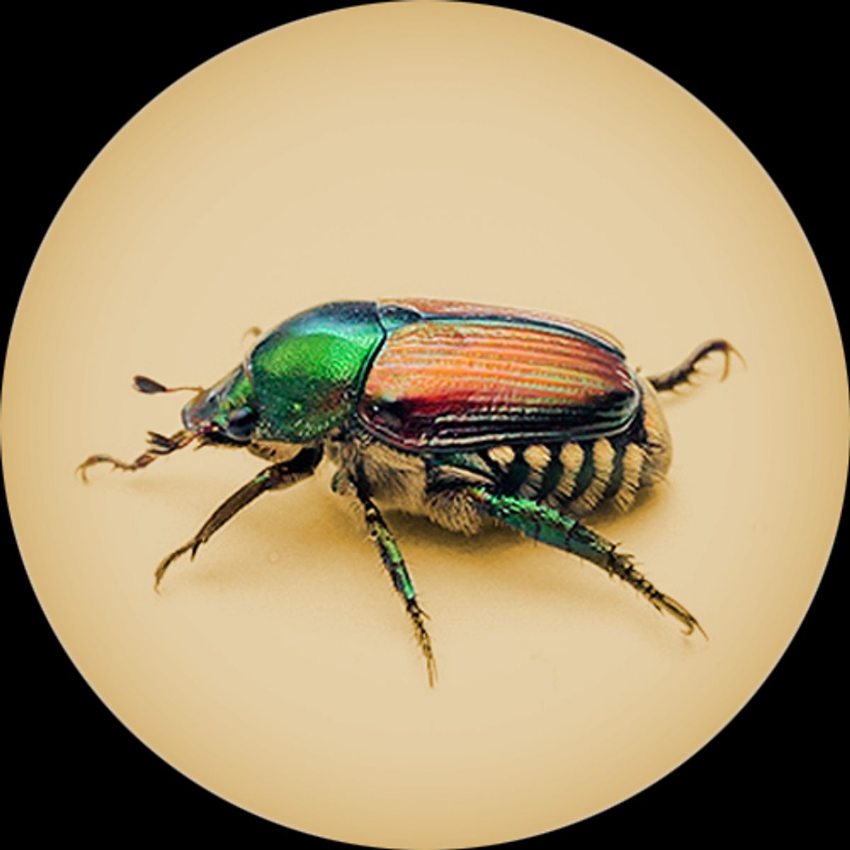 First reports of Japanese beetles received in Missouri