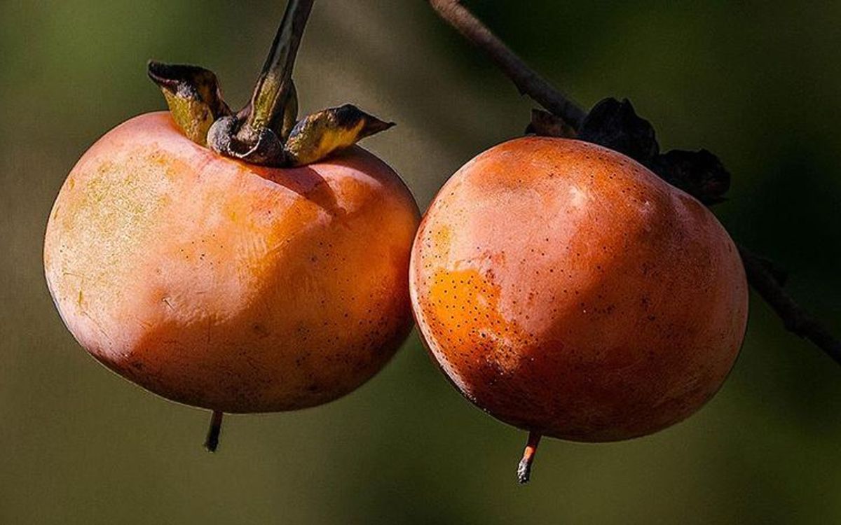 Pucker up for persimmon, the first-frost fruit