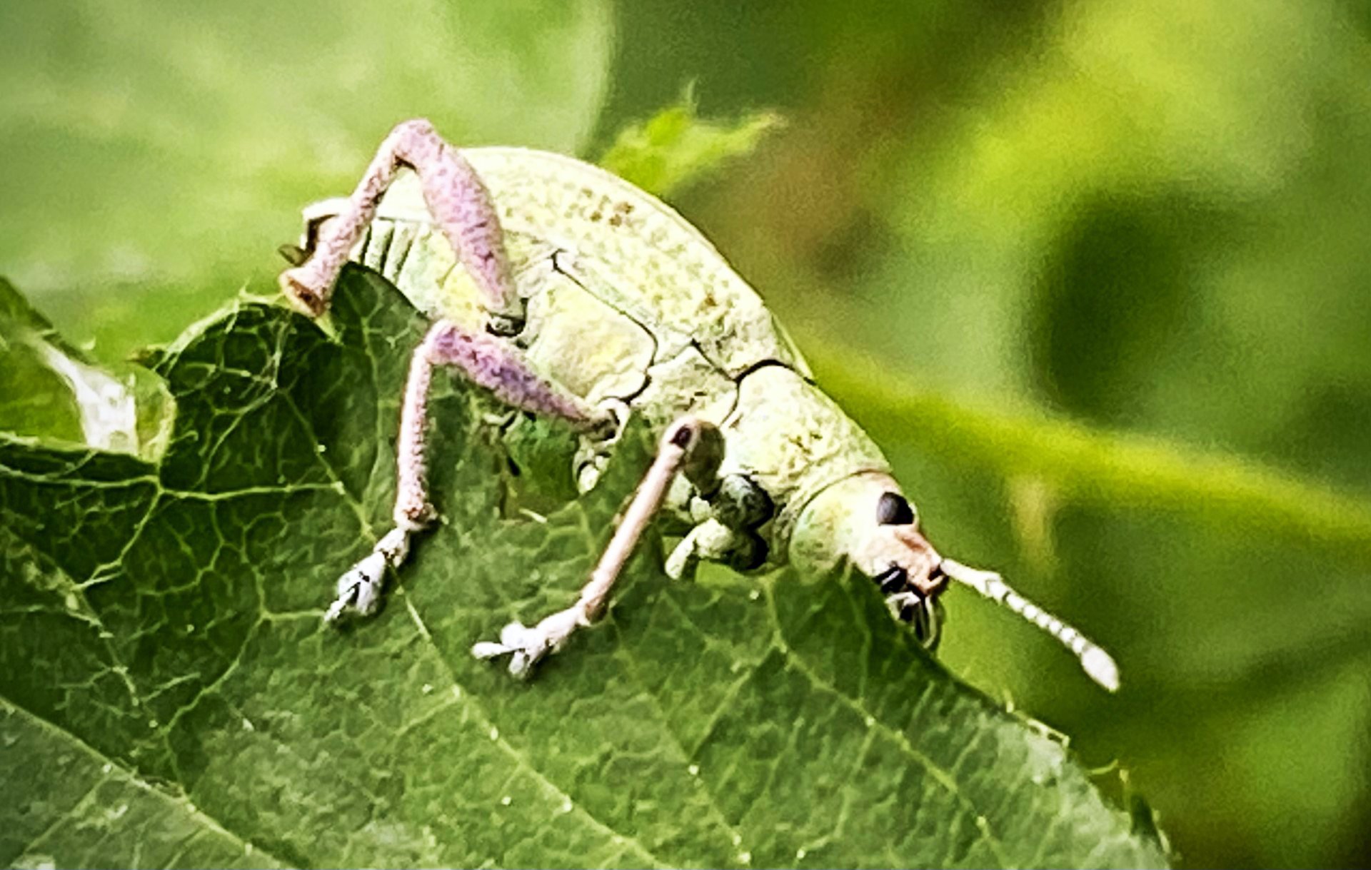 Leaf weevil