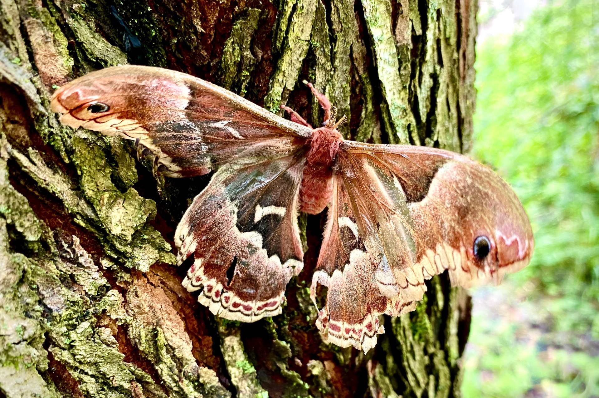 The spicebush silkmoth: A rainstorm's hidden gem