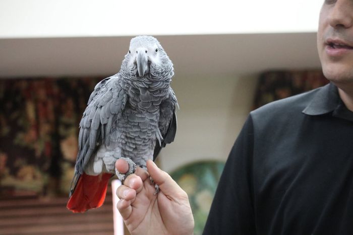 Brundidge Library holds Adventure Thursday with Animal Tales