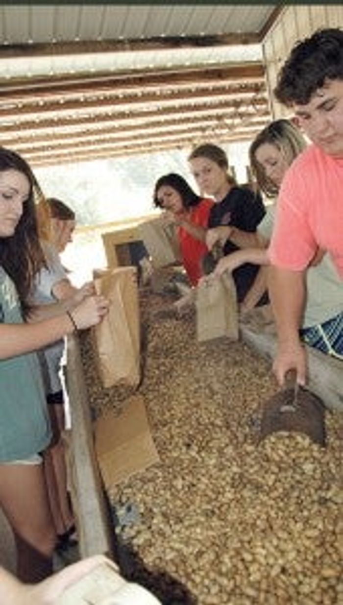 BOIL BABY BOIL: World's largest peanut boil: a goober tradition