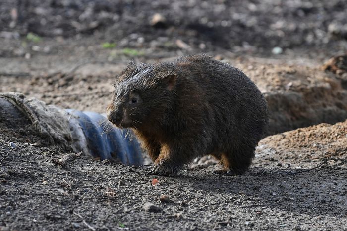 What are wombats? A guide to Australia's den-digging marsupial