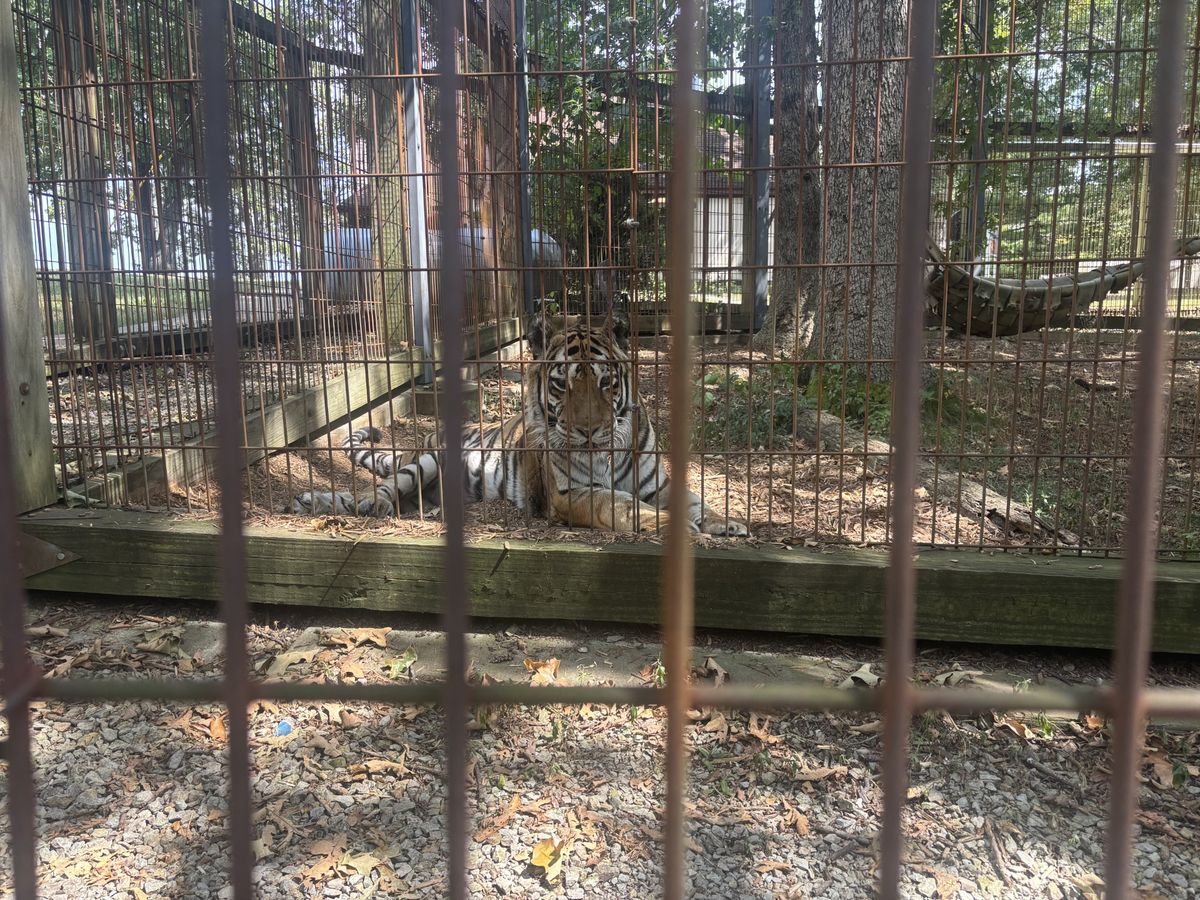 Crown Ridge Tiger Sanctuary set to close this fall