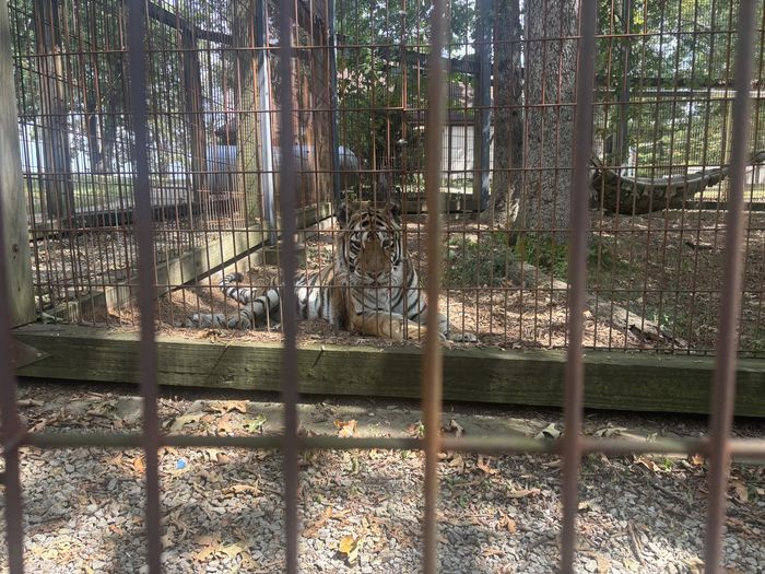 Crown Ridge Tiger Sanctuary set to close this fall