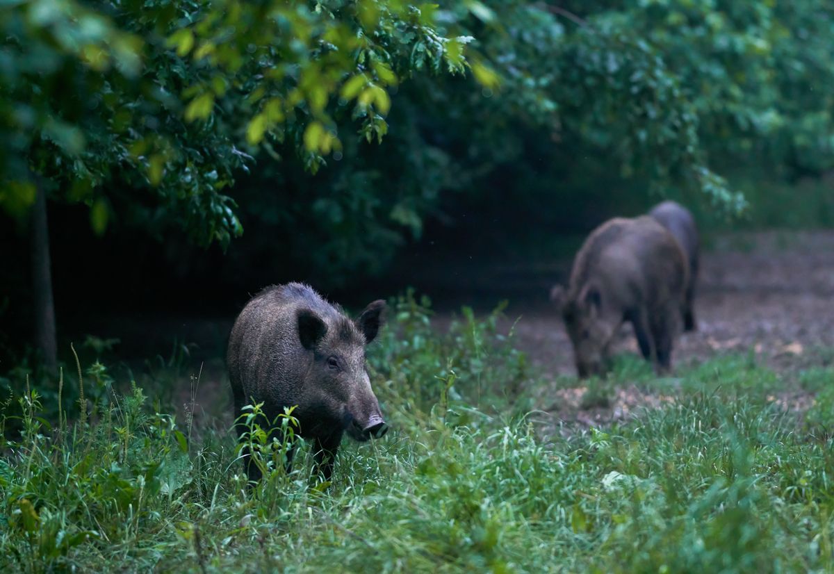 Mingo refuge closes for aerial hog control: What you need to...