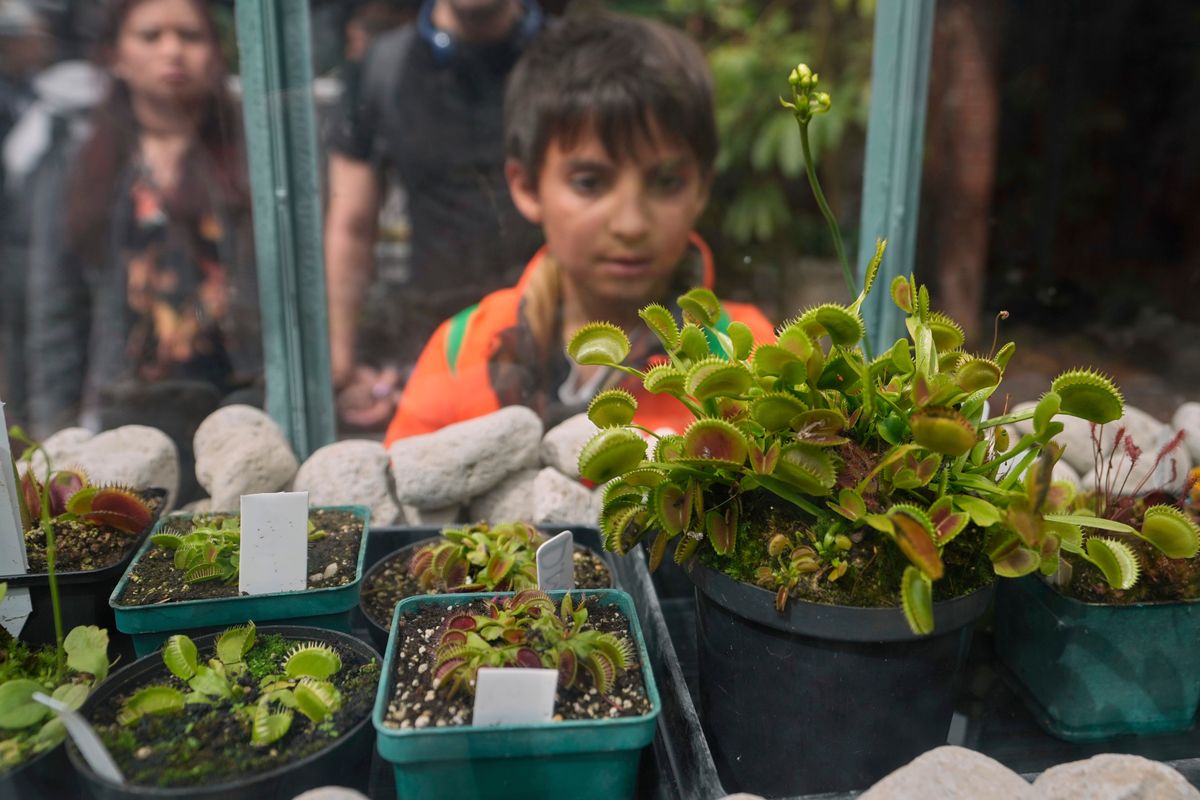 AP PHOTOS: Hundreds of carnivorous plants on display lure in...