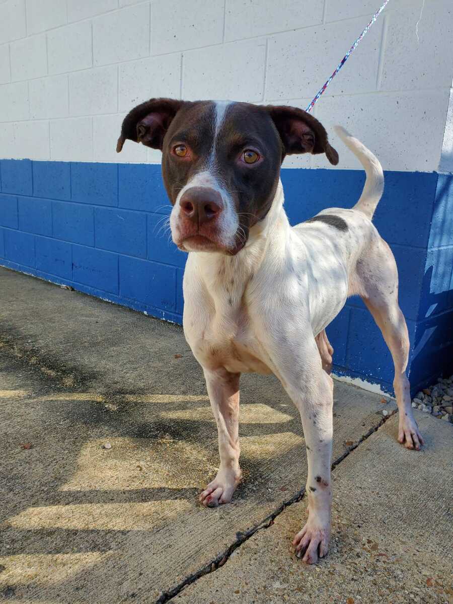 Meet Jethro and LB, the Poplar Bluff Animal Control shelter pets of th...