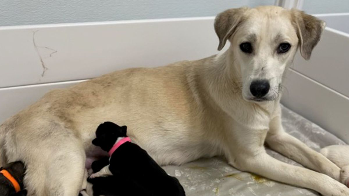 Dozens of animals removed from one residence in Poplar Bluff