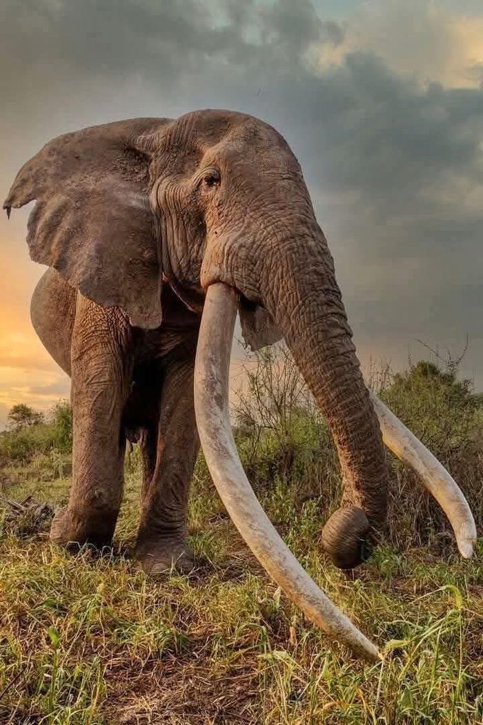 Conservationists in Kenya pay tribute to beloved 'super tusker' elepha...