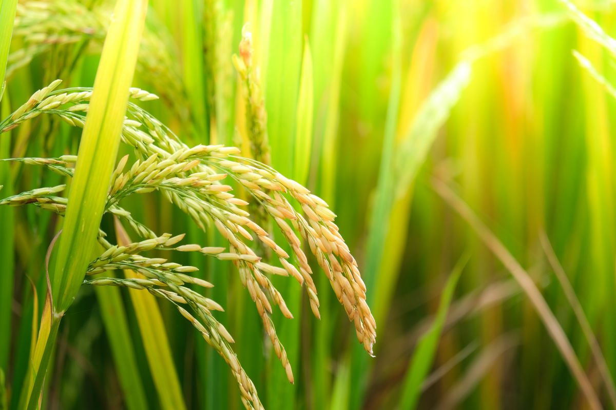 Discover the future of rice: Missouri Rice Council's annual meeting of...