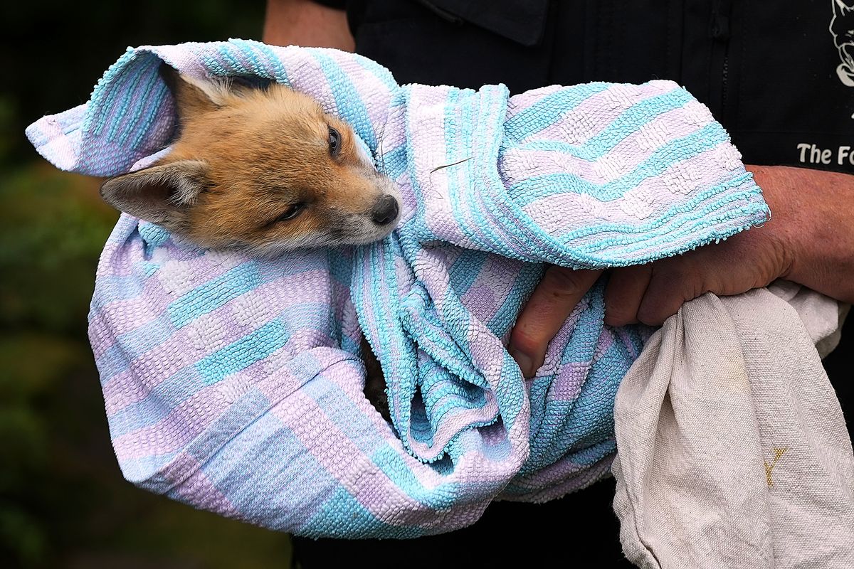 AP PHOTOS: London's red foxes get a lifeline in The Fox Project