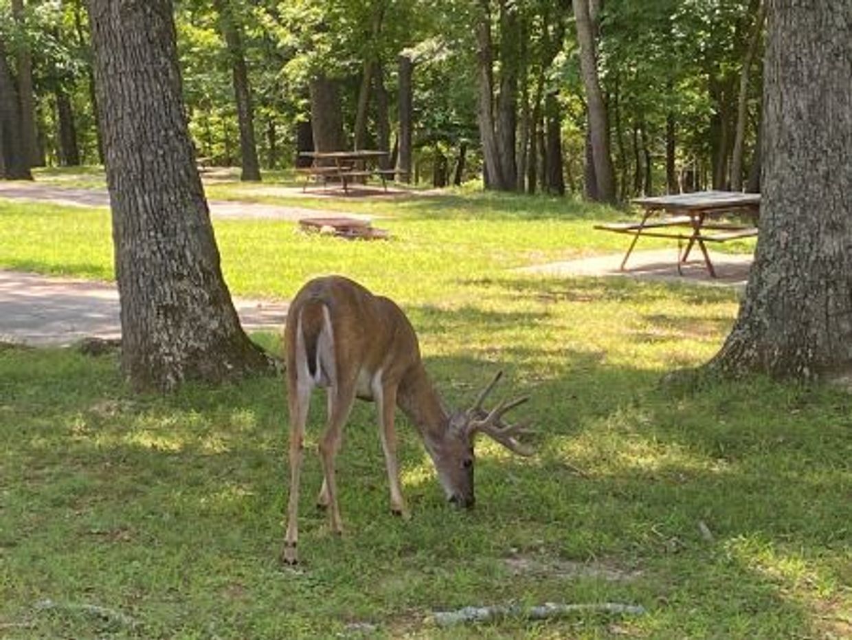 Missouri updates deer hunting rules for 2025-2026: CWD zones...