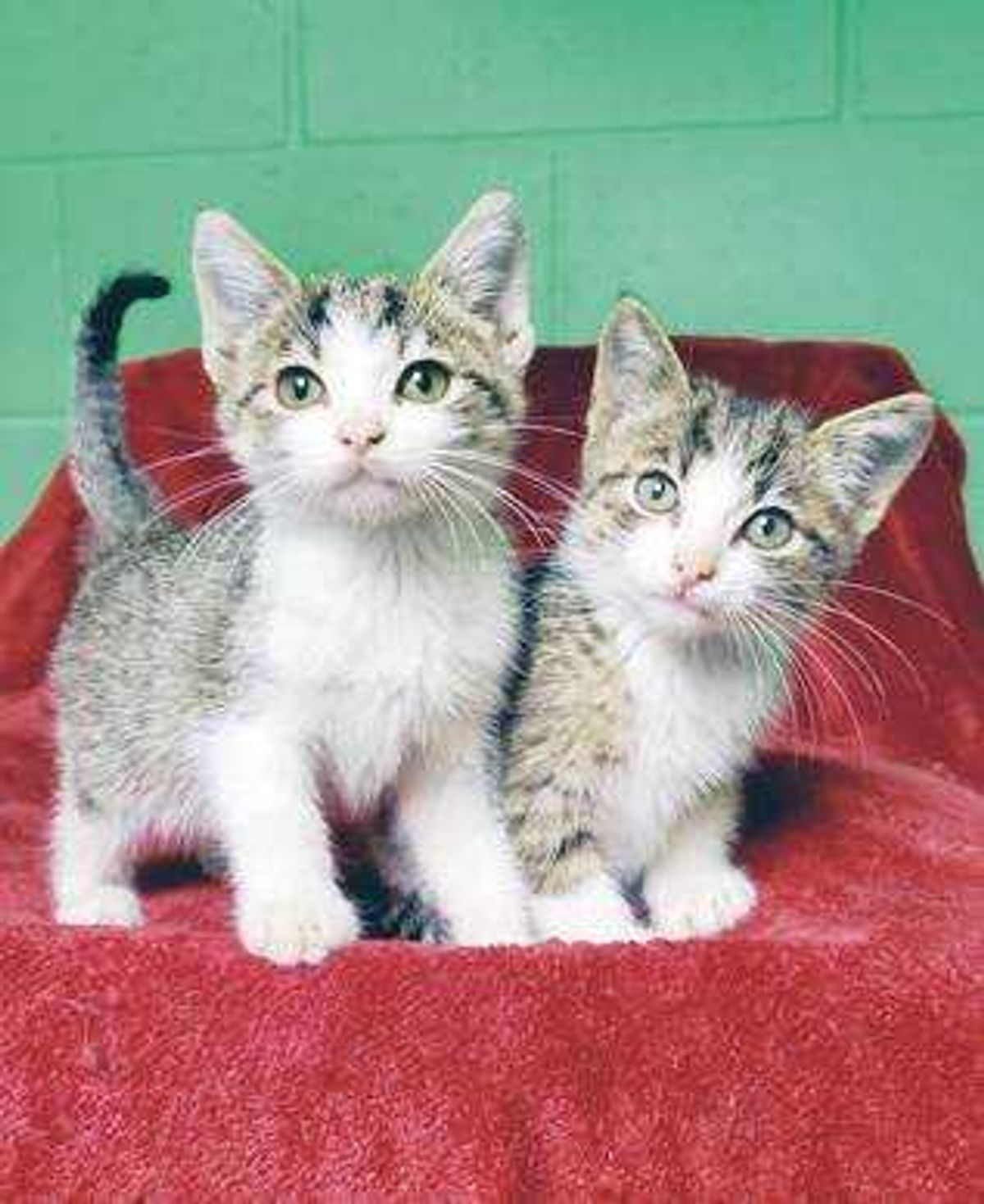 Poplar Bluff Animal Control dog and cat of the week