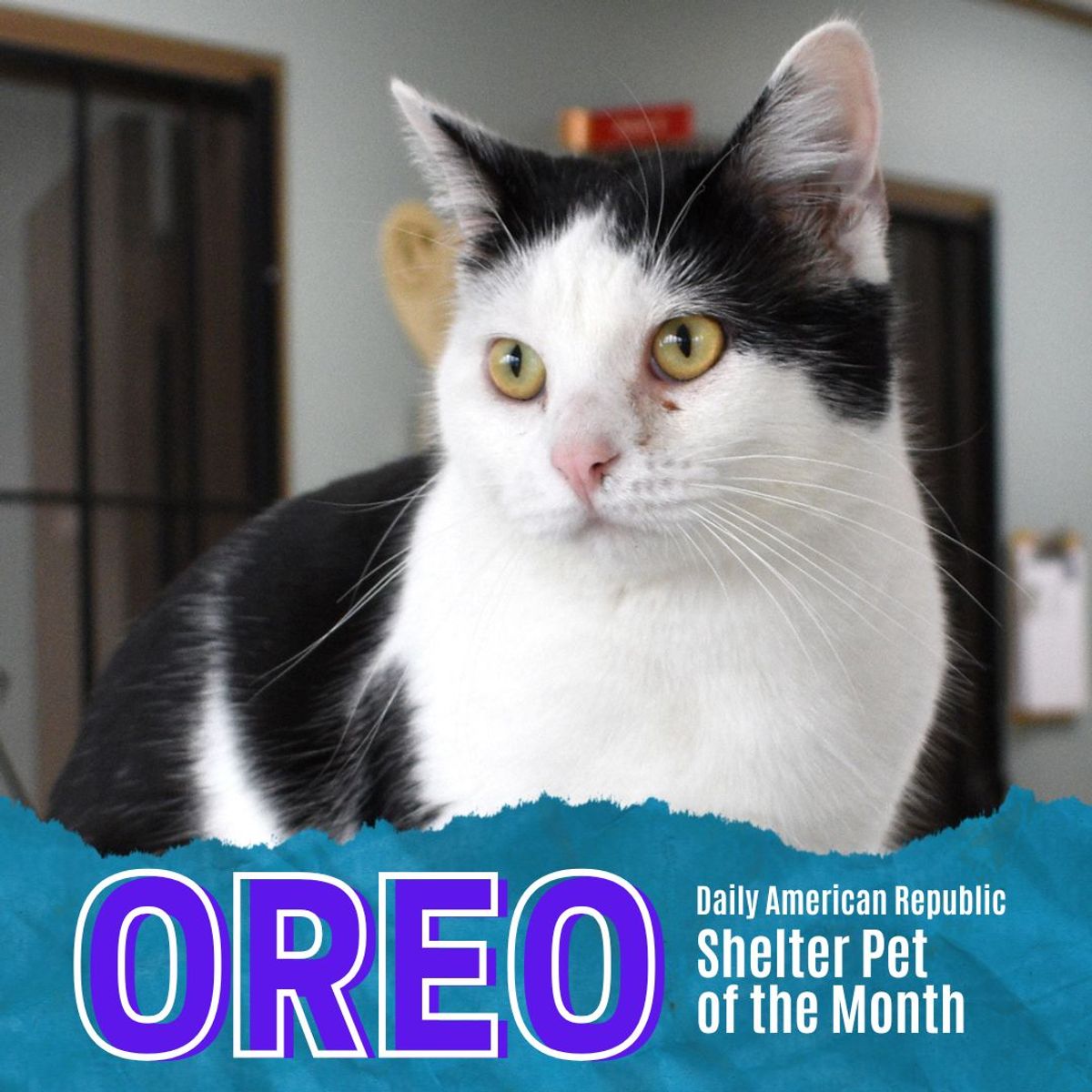 Shelter Pet of the Month: Oreo