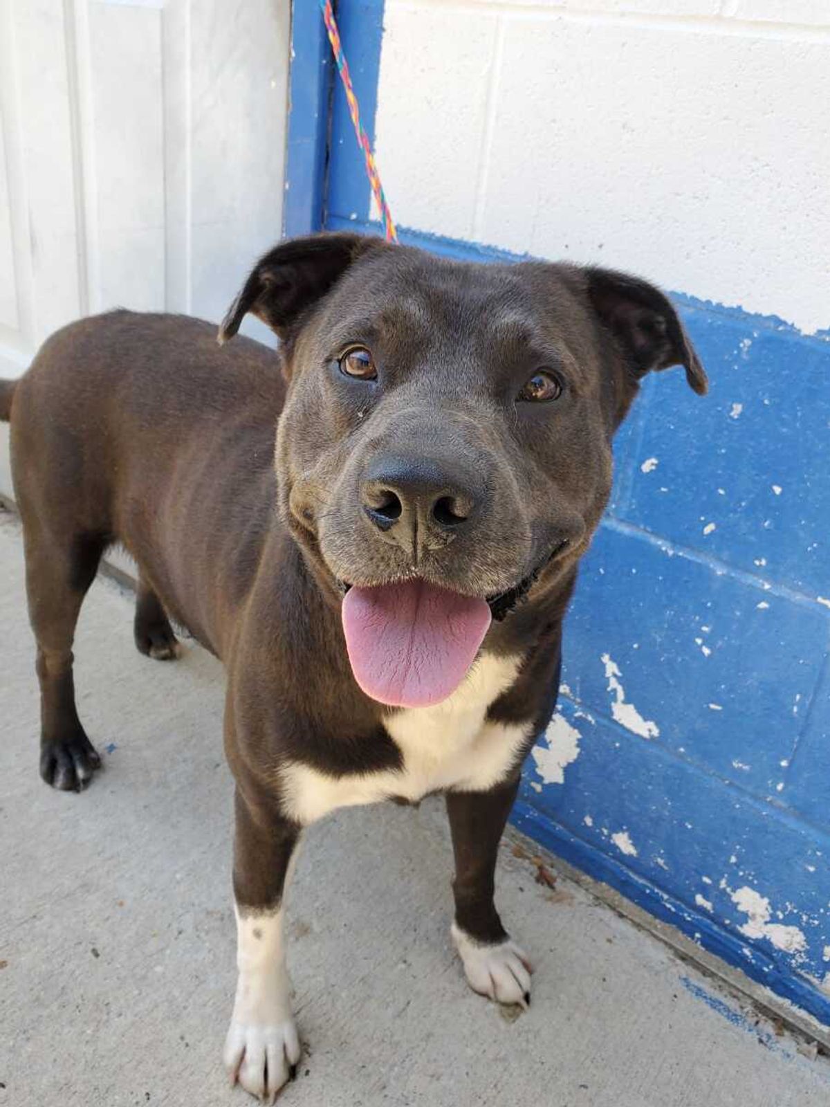 Meet Brutis and Mr. Whiskers, the Poplar Bluff Animal Control Shelter ...