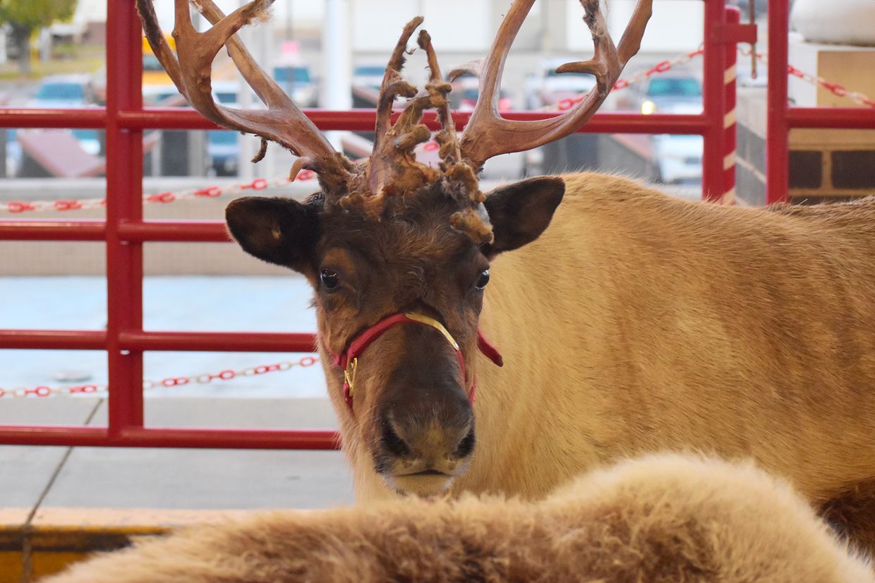 Santa Land 2025 features the Grinch, reindeer, and more