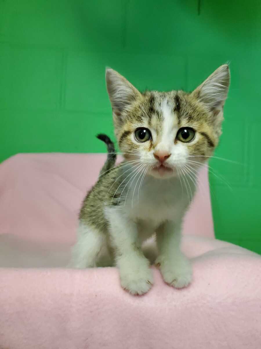 Poplar Bluff Animal Control dog and cat of the week