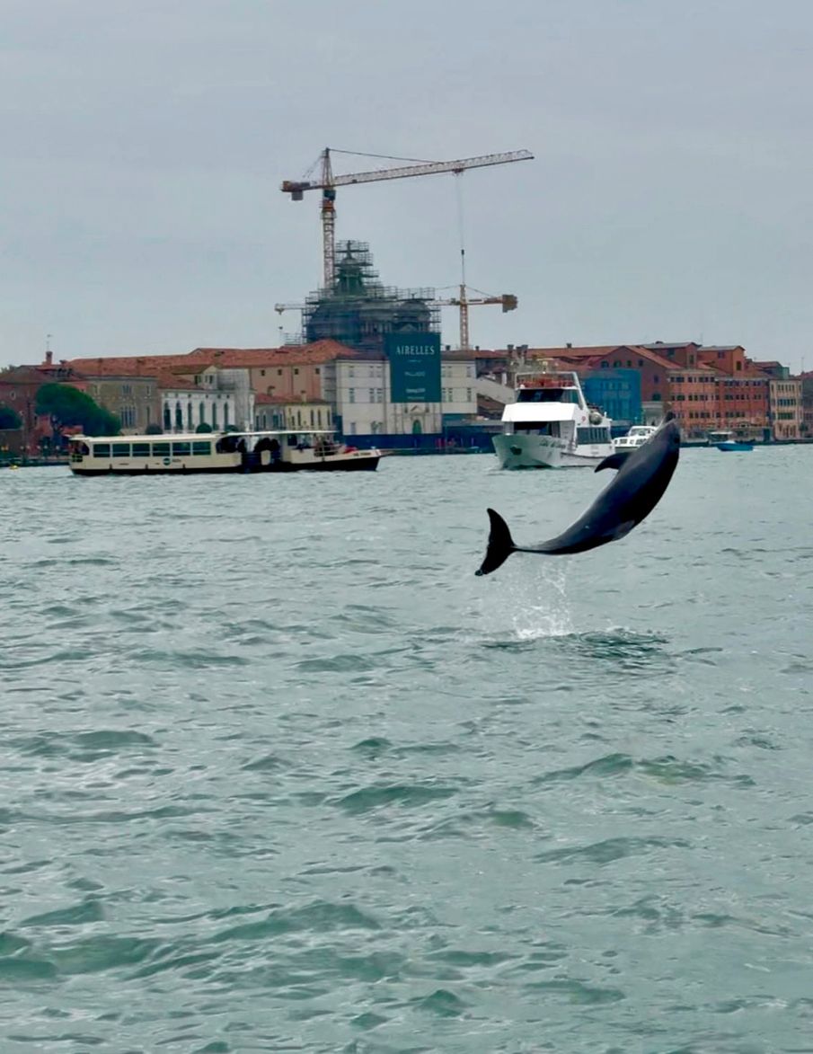 Venice’s newest marvel is a wild, acrobatic dolphin. His ref...