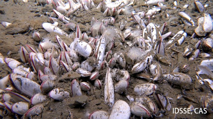 A submersible finds sea creatures thriving in the deepest parts of the...