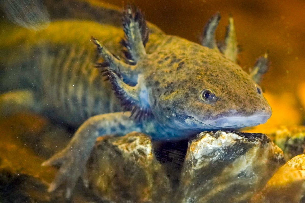 Ancient deity, pet and endangered species. Why is axolotl Me...