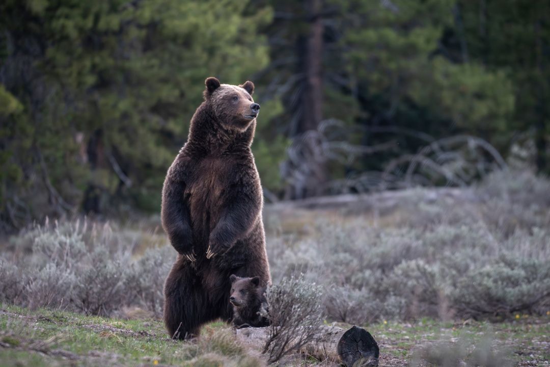 US will keep protecting more than 2,000 Rocky Mountain grizzly bears