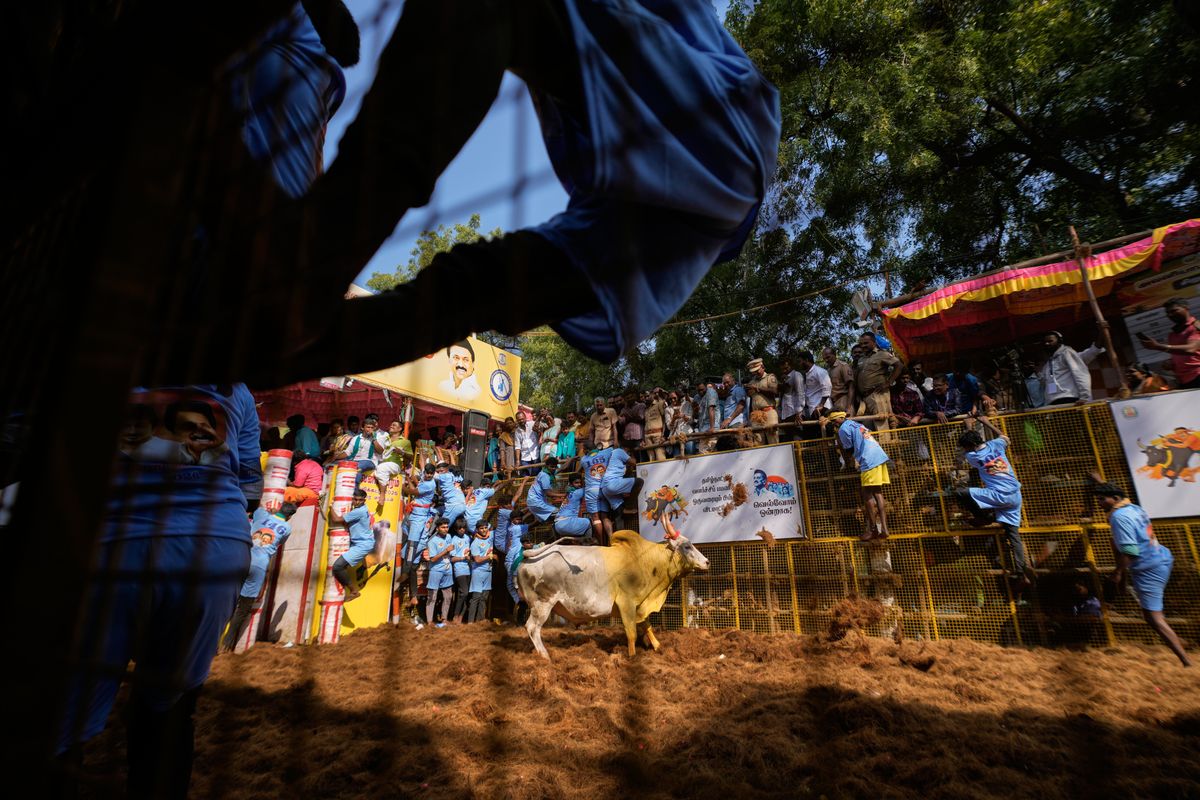 PHOTO ESSAY: Centuries-old bull festival in southern India remains pop...