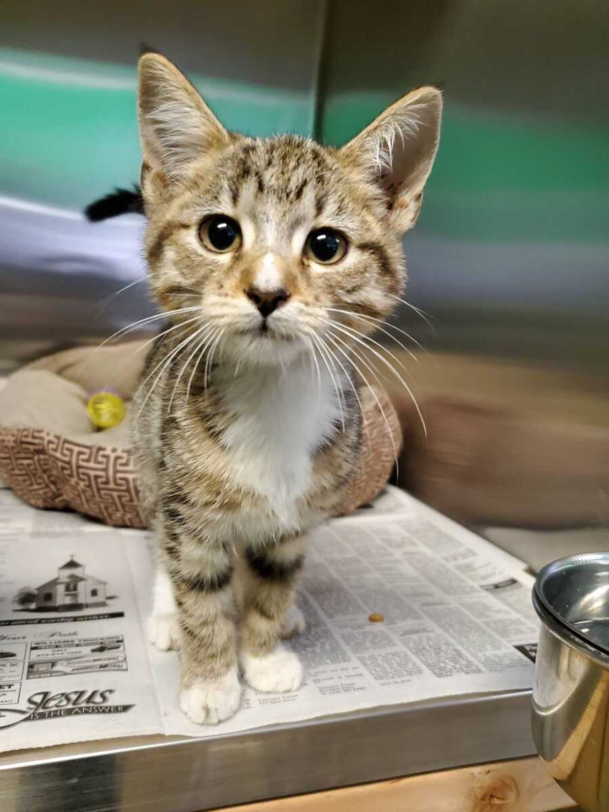 Meet Gabby and Cocoa, the Poplar Bluff Animal Control Shelte...