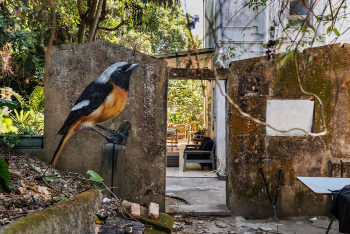 Across the forgotten walls of a Hong Kong island, a flock of bird mura...