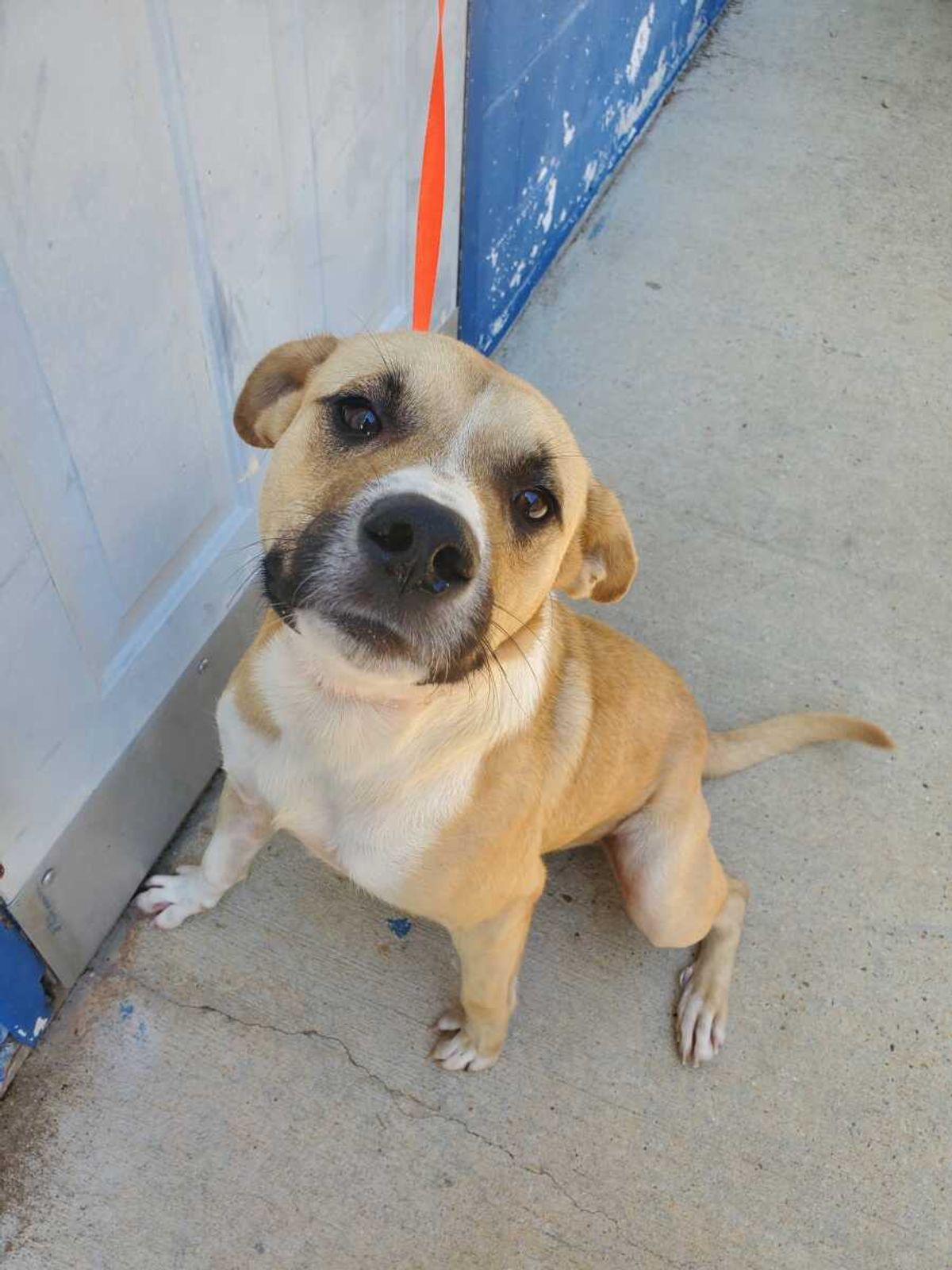 Meet Jasper and Autumn the Poplar Bluff Animal Control Shelter pets of...