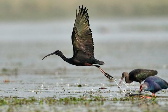 Photos show migratory birds after their arrival at an Indian wildlife ...