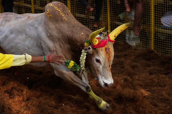 PHOTO ESSAY: Centuries-old bull festival in southern India remains pop...