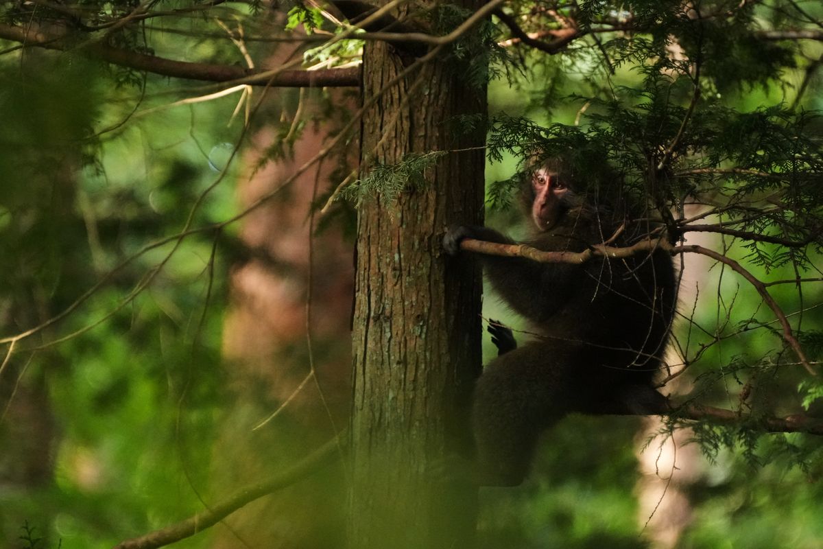 In Japan's Northern Alps, residents battle monkeys to protect homes an...