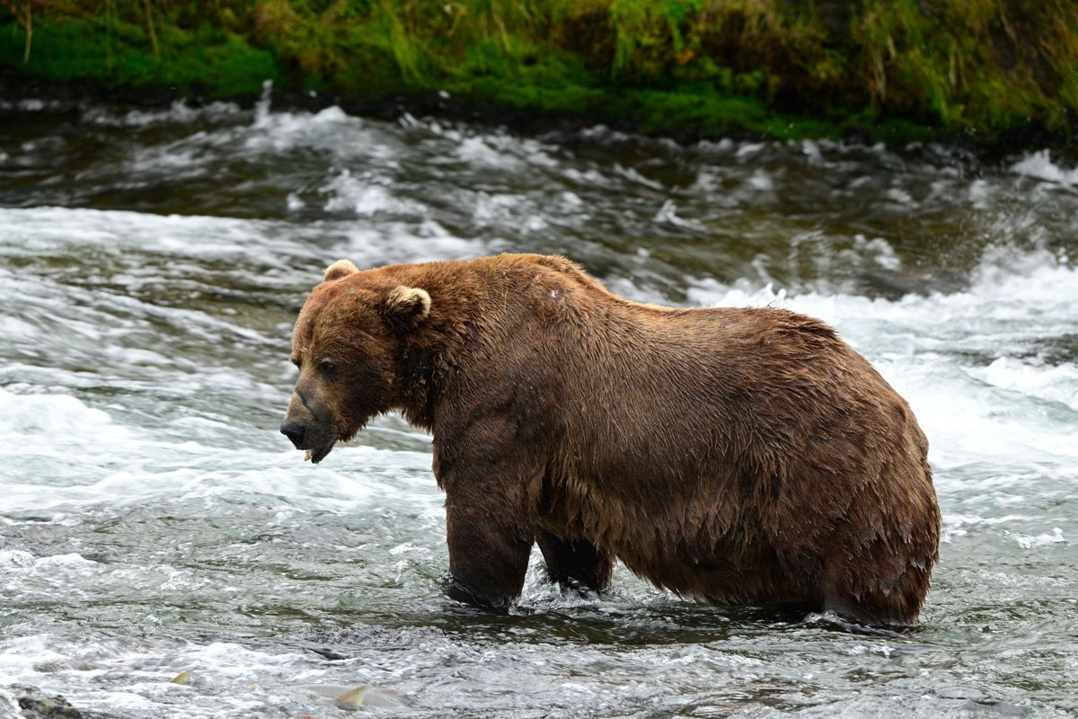Chunk, a 1,200-pound bear with a broken jaw, wins Alaska's popular Fat...