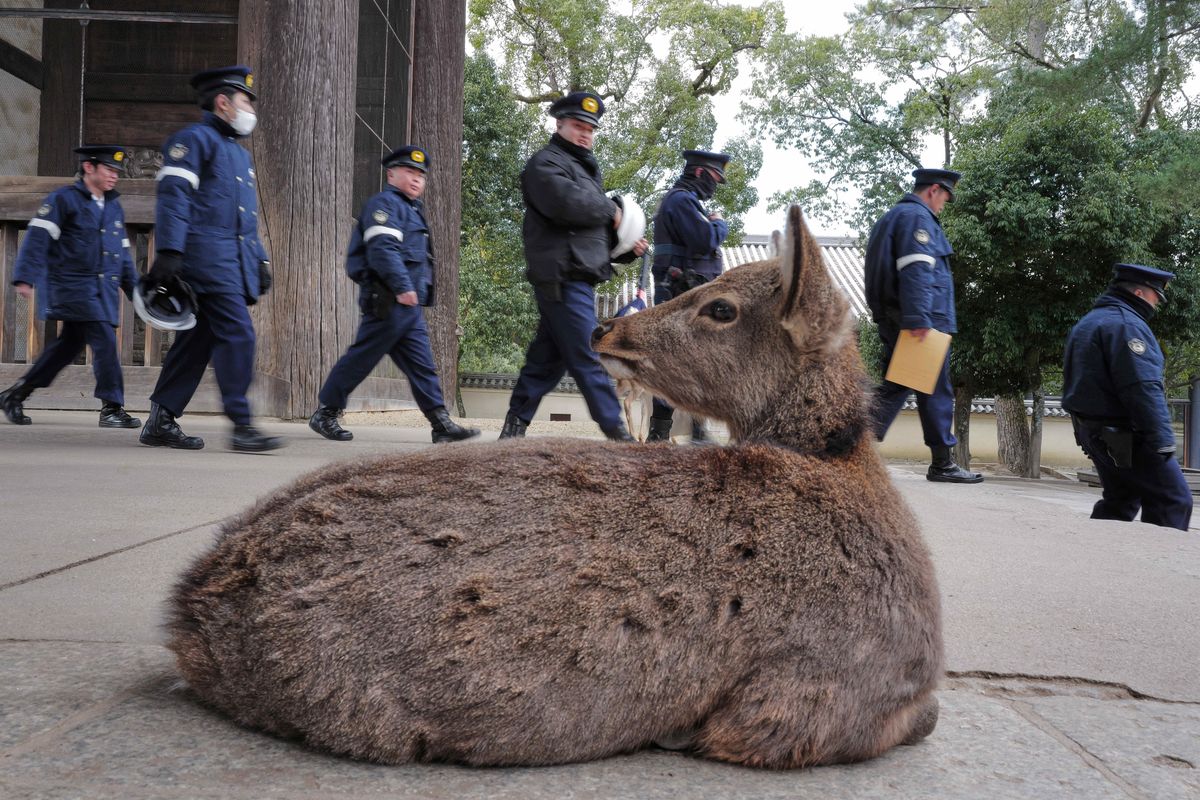 Photos show sacred deer wandering through Japan's ancient ca...