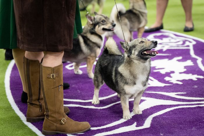 7 dogs competing for Westminster's show big prize Tuesday night