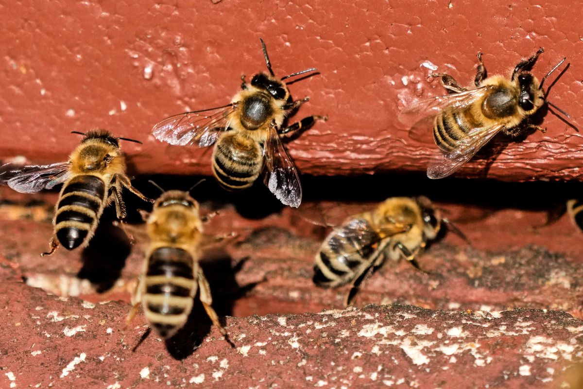 On 'World Bee Day,' the bees did not seem bothered. They should be