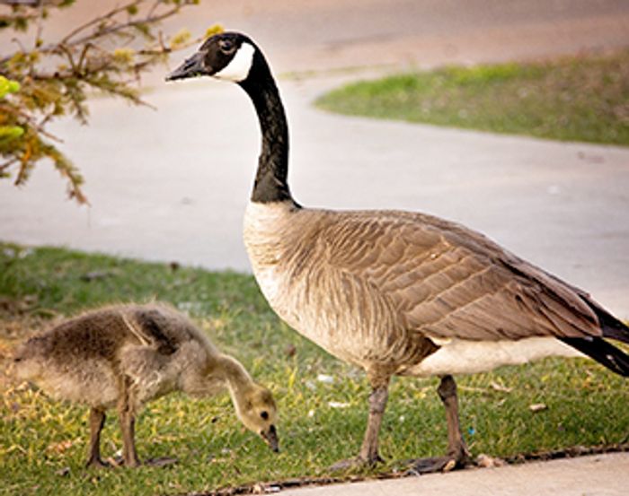 ‘Goosebusters’