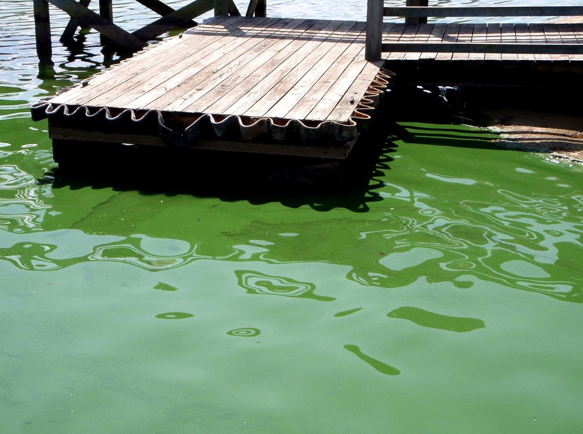 Algal bloom in Chowan River