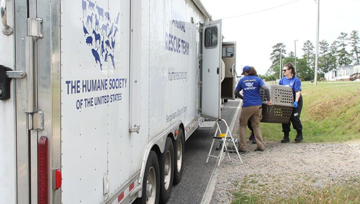 Dogs/puppies rescued from unsanitary, hazardous conditions
