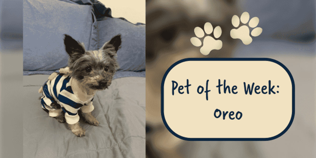 Little Oreo wins Pet of the Week