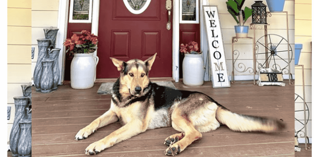 Crenshaw Animal Clinic's Pet of the Week - Ranger