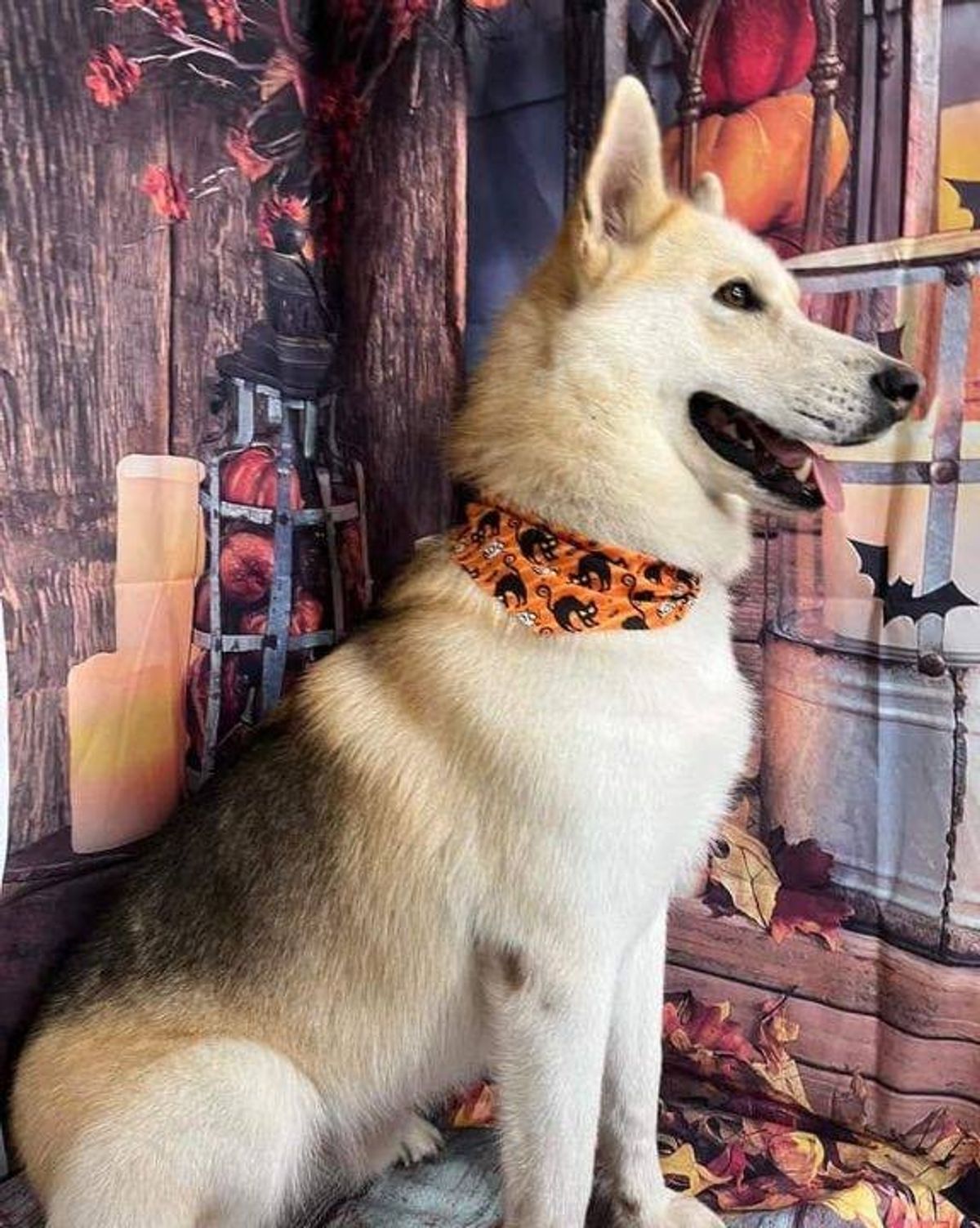 Pet of the Week - Remy
