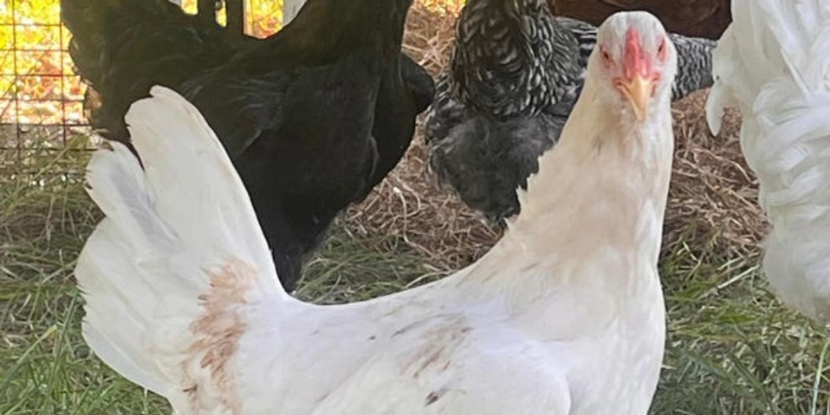 Death and destruction: A poultry tragedy