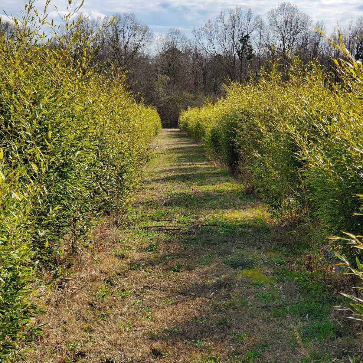 Bamboo farming could change Alabama agriculture