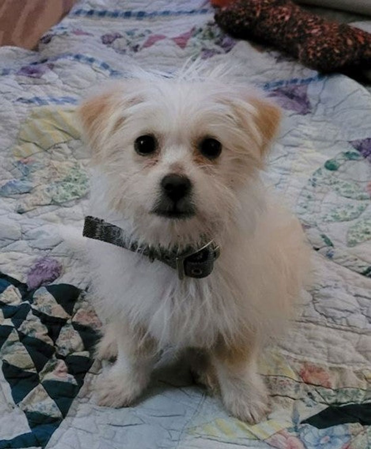 Pet of the Week-Cooper
