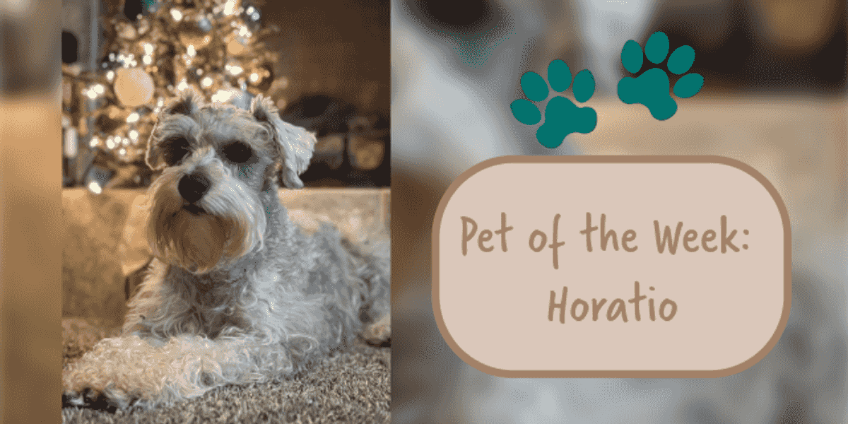 Mini schnauzer wins big as Pet of the Week