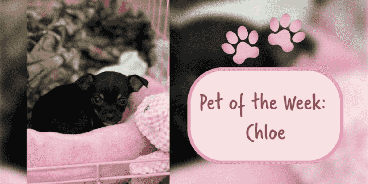 Birthday pup Chloe chosen Pet of the Week