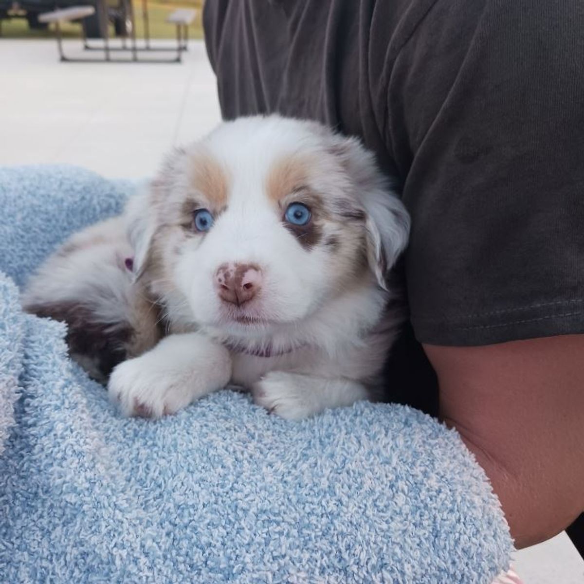 Crenshaw Animal Clinic Pet of the Week-Lady Lou